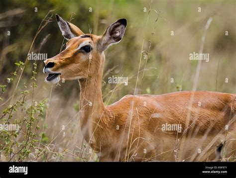 Antelope On The African Savannah Natural Environment Antelope Habitat