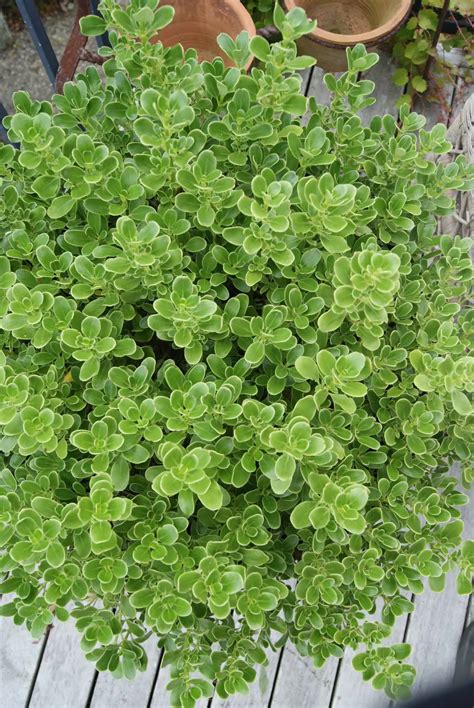 Buy Coprosma Mini Mac Plants Free Shipping Over 150
