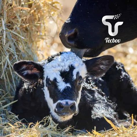 Mochar Bezerro O Que é Práticas E Cuidados Atitude 1