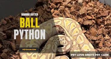 The Complete Ball Python Breeding Timeline From Courtship To Clutching PetShun