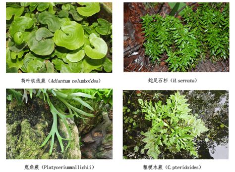 蕨类植物 中国科学院武汉植物园