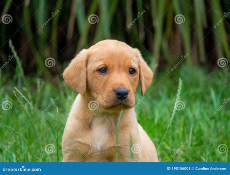 Fox Red Labrador Retriever