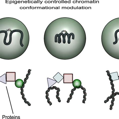 Chromatin Conformation Controls Complex Assembly Physiological Factors