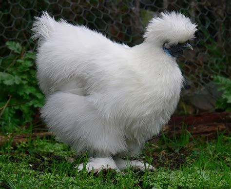 What Do You Call A Ghost Chicken At Arthur Lawrence Blog