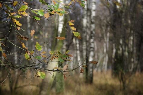 Premium Photo Close Up Of Tree Branch Premium Photo Close Up Of Tree Branch