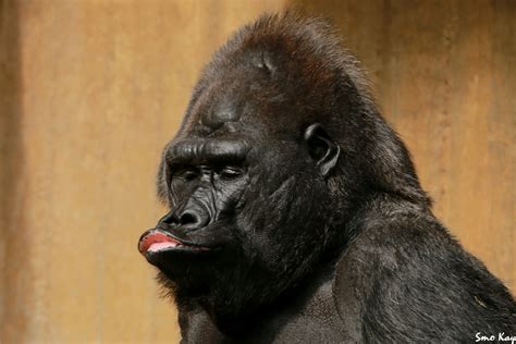 A Kiss For All My Picsart Dear Friends 🙌 🙌 😉 Gorilla Photography