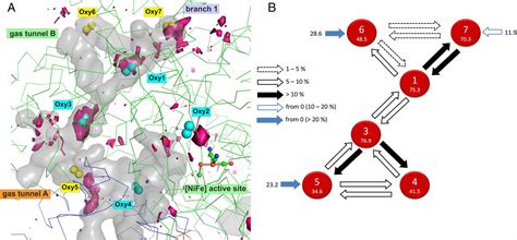 Tracking The Route Of Molecular Oxygen In O2 Tolerant Membrane Bound Nife Hydrogenase Pnas