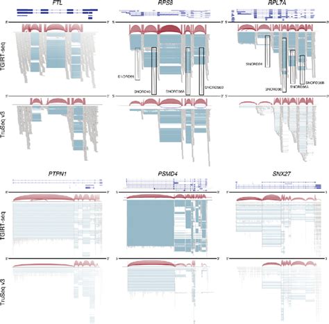 Enrichment For 5 ′ Proximal Splice Junctions By Tgirt Seq Igv Screen Download Scientific
