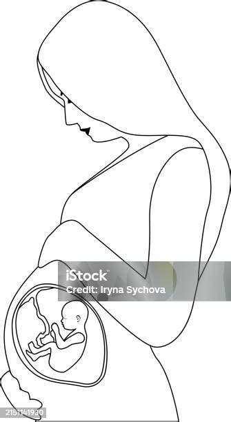 배를 만지는 임산부 자궁 속의 아기는 태아의 자세로 머리를 위로 향하게 합니다 윤곽선 벡터 그림입니다 투명한 배경입니다 검은색에 대한 스톡 벡터 아트 및 기타 이미지