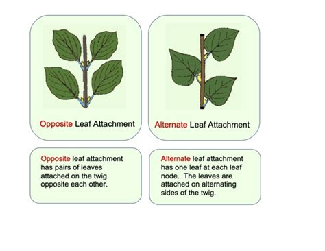 Botany Bundle By Montessori Tails Tpt