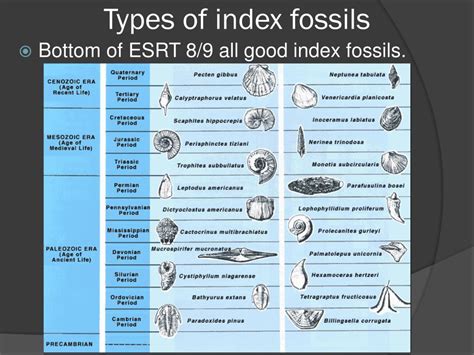 PPT Fossils PowerPoint Presentation Free Download ID 2634437