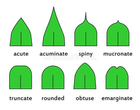 Leaf Margin Stock Illustrations 757 Leaf Margin Stock Illustrations Vectors And Clipart