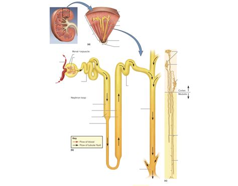 Nephron Pyramid And Loop Quiz