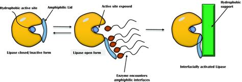 The Characteristic Interfacial Activation Of Lipases Download Scientific Diagram
