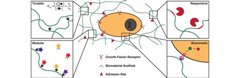 Publications — Supramolecular Biomaterials