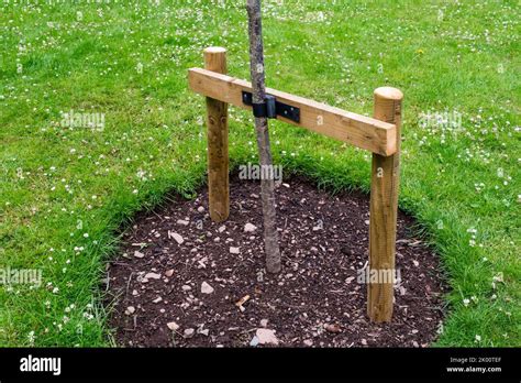Method Of Staking Ornamental Fruit Tree Stock Photo Alamy