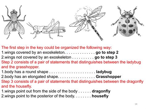 Taxonomy Principles And Procedures Pptx