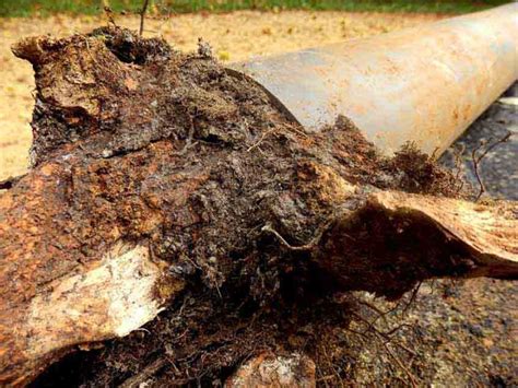 How Tree Root Intrusion Can Affect Your Pipe Lines