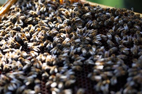 Busy Bees Buzzing Around On A Honeycomb Frame In A Natural And