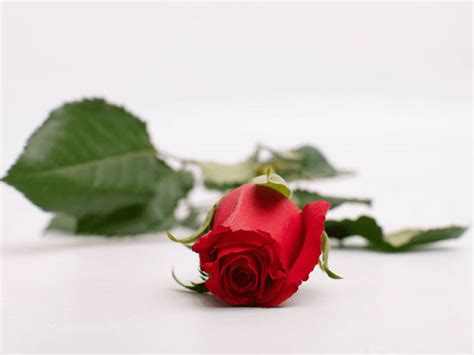 Red Calypso Karen Roses