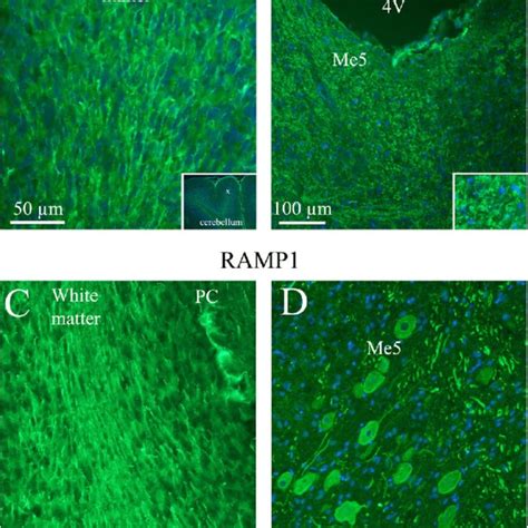 Oxytocin Immunohistochemistry Of The Paraventricular Hypothalamic Download Scientific Diagram