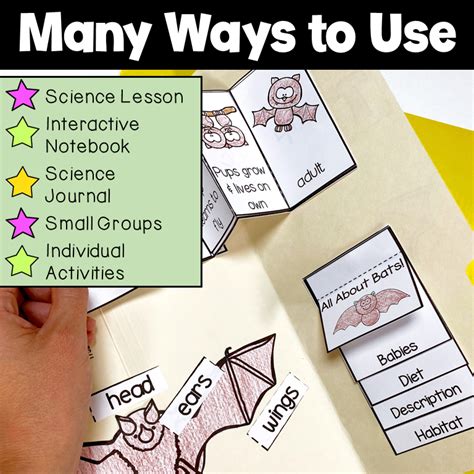 Bat Activities Interactive Notebook Lapbook Big Ideas For Little Hands