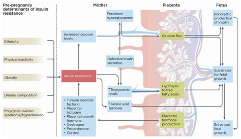 Gestational Diabetes Pathophysiology