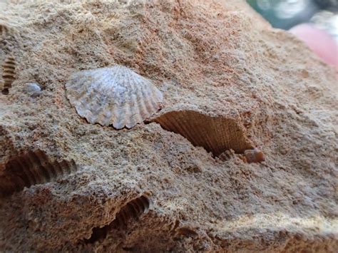 Brachiopod Fossil With Tentculites A  Member Collections The