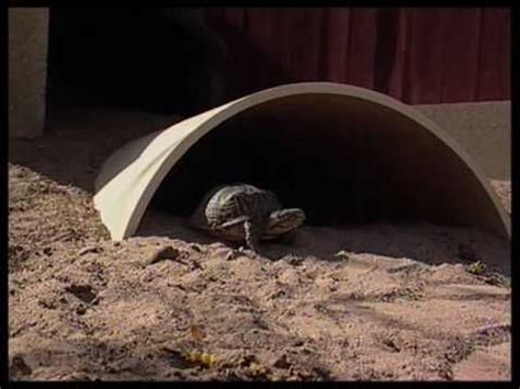 Turtle Habitat Creation Tips Slider Turtle Habitat How To Build A