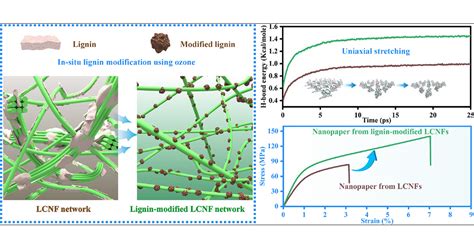 In Situ Lignin Modification Enabling Enhanced Interfibrillar