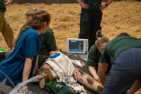 Safari Park Successfully Operates On 500kg Giraffe In High Risk Procedure Express And Star