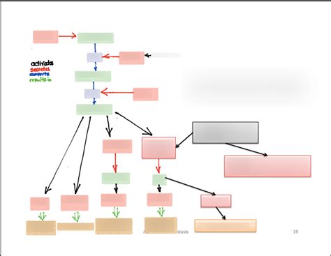 Hormone Flow Chart Diagram Quizlet