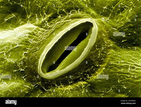 Stoma On A Rose Leaf Coloured Scanning Electron Micrograph Sem Of The Lower Leaf Surface Of A
