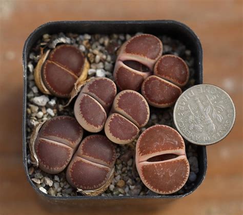 Plant Full Pot Lithops Aucampiae Kokerboom ‘ko Etsy