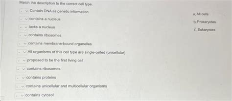 Solved Match The Description To The Correct Cell Type Chegg