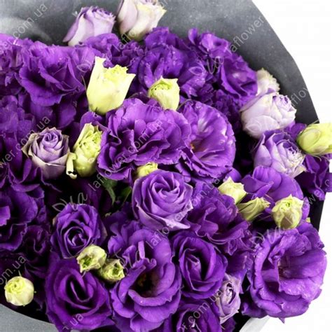 Эустома Фиолетовая купить - Laflower