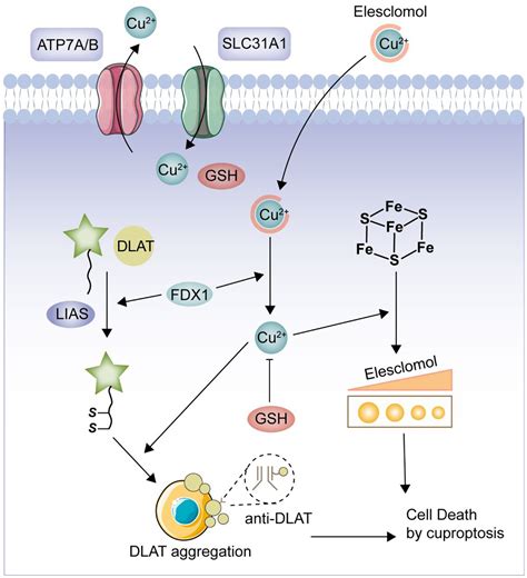 Frontiers Analysis Of Cuproptosis Related Genes In Ulcerative Colitis