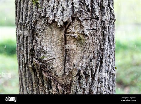 A Heart Carved Into A Tree Trunk Stock Photo Alamy