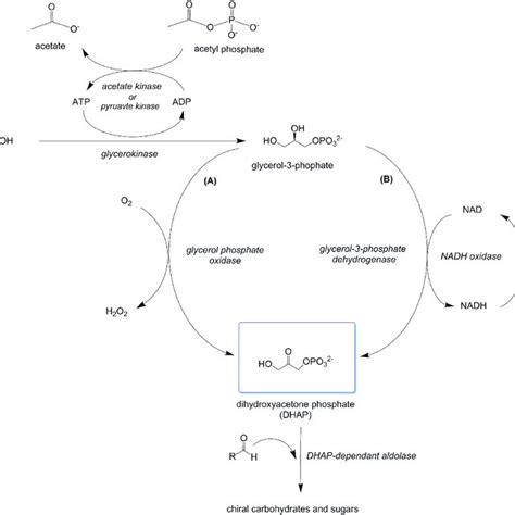 Aldolase Enzymes Are Involved In Both Gluconeogenesis And Glycolysis