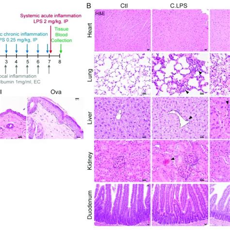 Histopathological Analysis A Experimental Schematic For Chronic Download Scientific Diagram