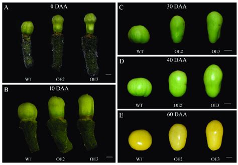 Morphological Variations In Tomato Fruits Between Wild Type Plants And Download Scientific