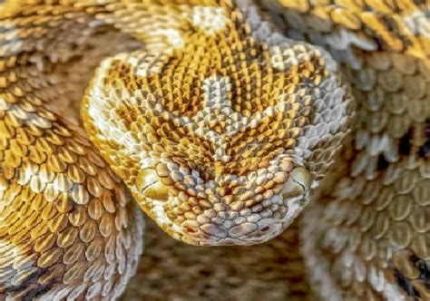 تصاویری شگفت انگیز از مار‌های افعی در شنزار‌های خوزستان عکس