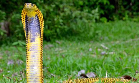 Philippine Cobra Animal Facts Naja Philippinensis A Z Animals