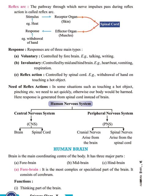 Class 10 Science Notes For Control And Coordination Pdf Study