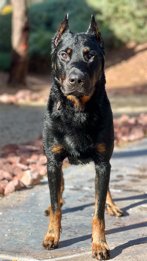 Scubiano Scubianobeauceron • Instagram Photos And Videos