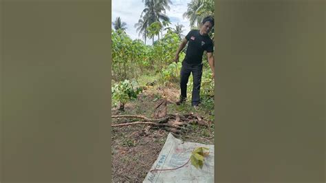 Kata Orng Bntuk Cinta Pada Alam Youtube