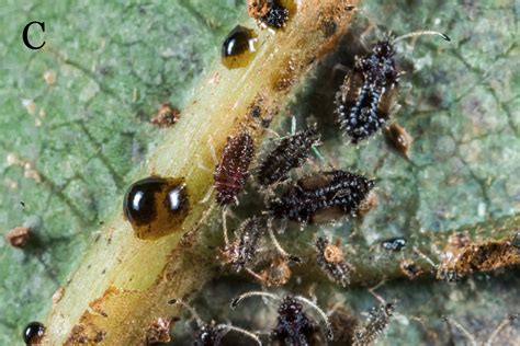 Avocado Lace Bug Applied Biological Control Research