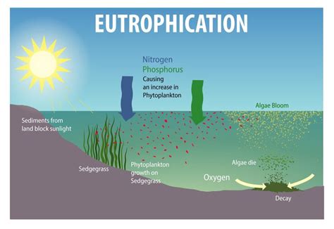 Premium Vector Illustration Of Eutrophication Diagram