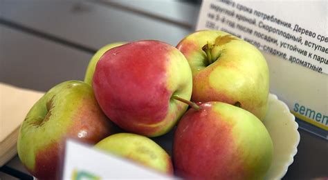 Кандиль Орловский Яблоня Описание Фото – Telegraph