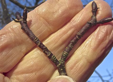 Buds Alternate Tree Guide UK Tree ID By Lateral Alternate Buds